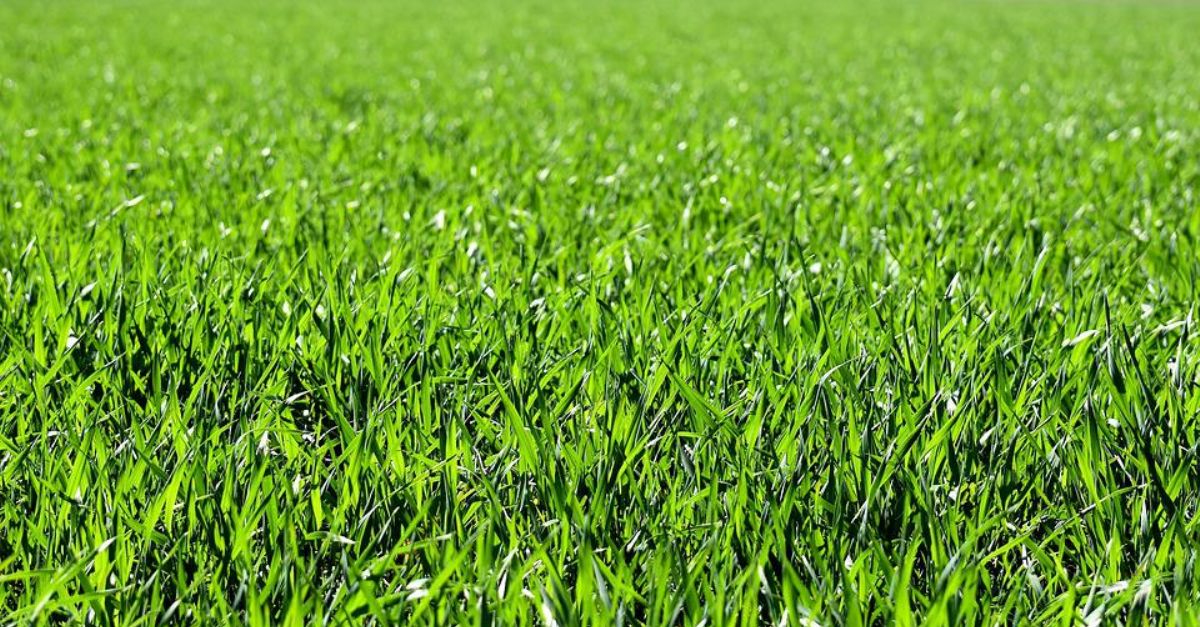 Expertdag Duurzaam Gras bij DSV