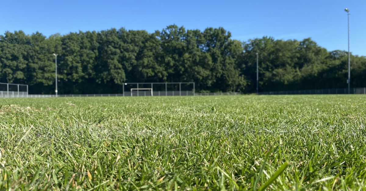 'De zomer blijft de beste periode om het aandeel veldbeemd in de velden ...