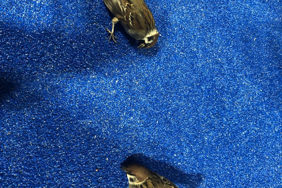 Weinig aandacht voor het probleem van vogels die zich dood vliegen ...